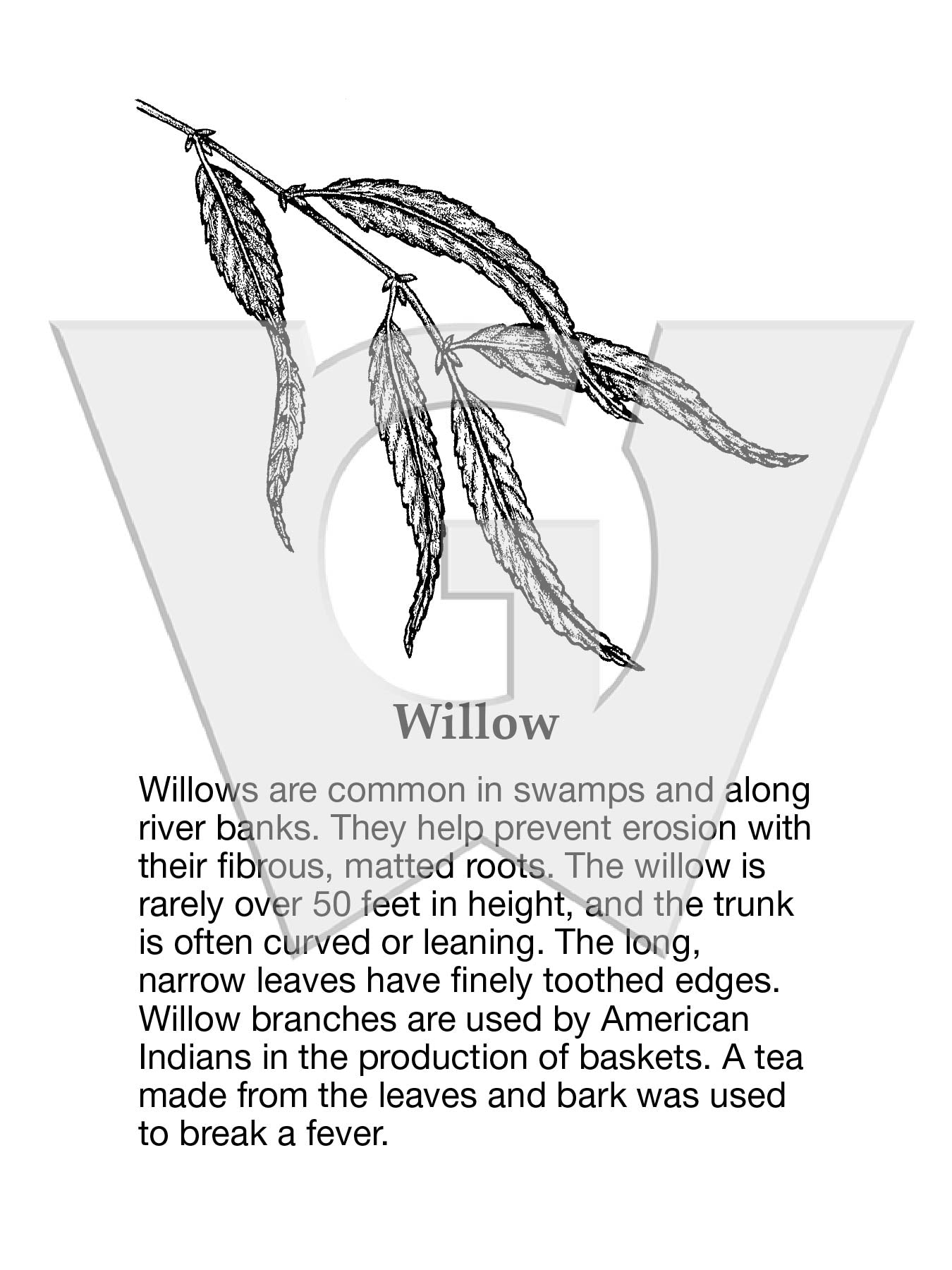 Willow Sign – Wilderness Graphics, Inc.