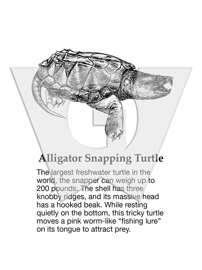 Alligator Snapping Turtle Sign – Wilderness Graphics, Inc.