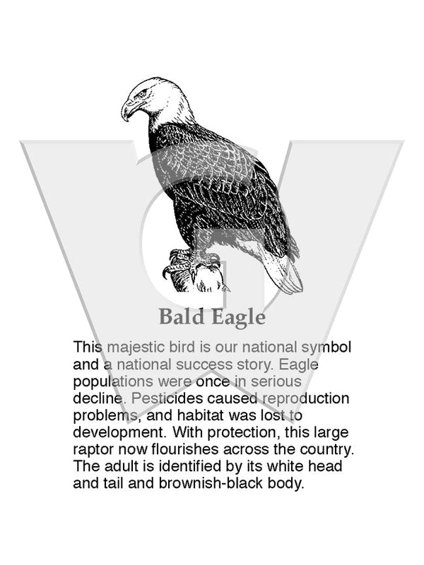 Bald Eagle Sign – Wilderness Graphics, Inc.