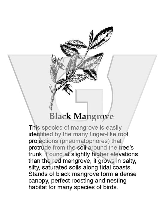 Black Mangrove – Wilderness Graphics, Inc.