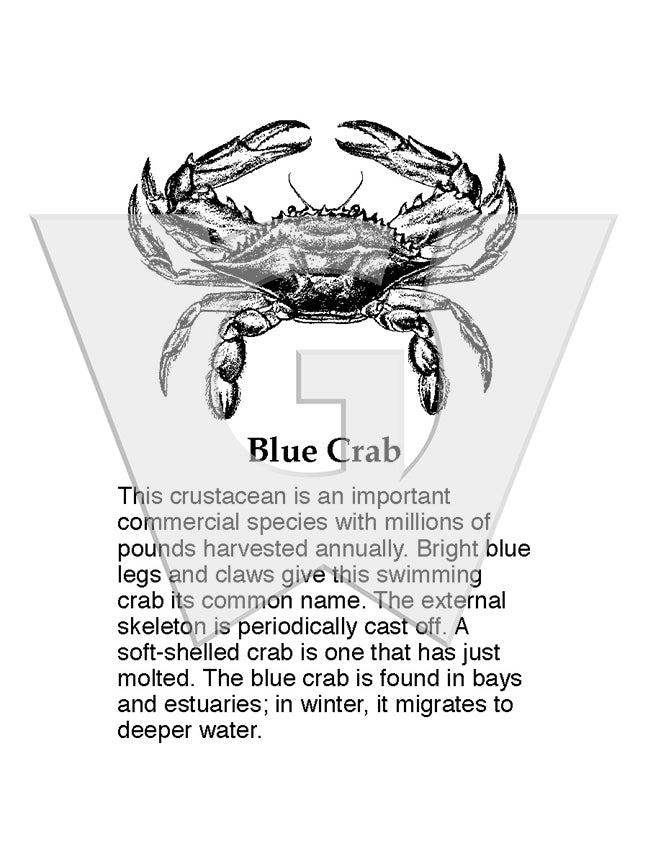 Blue Crab Sign – Wilderness Graphics, Inc.