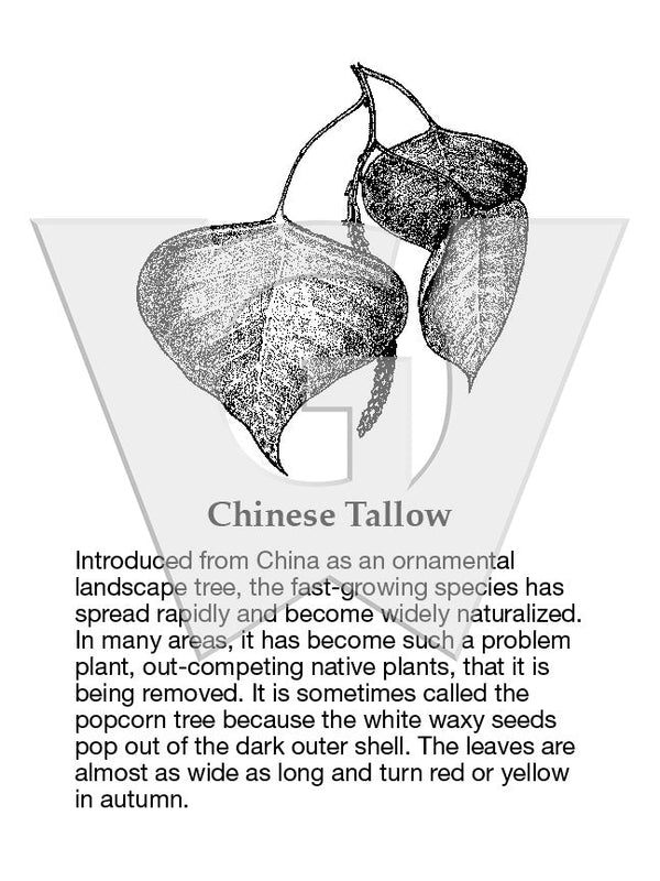 Chinese Tallow Tree – Wilderness Graphics, Inc.