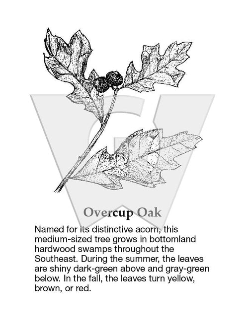 Overcup Oak – Wilderness Graphics, Inc.