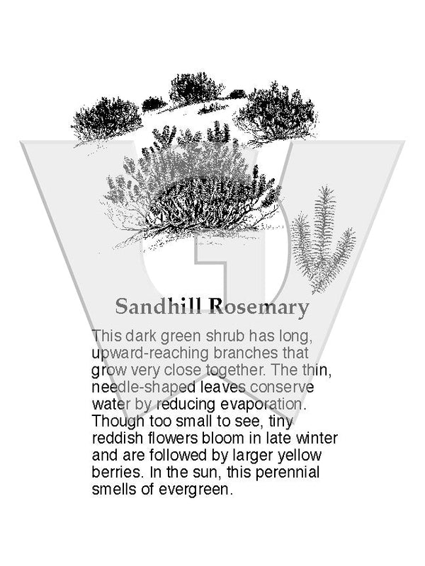 Sandhill Rosemary – Wilderness Graphics, Inc.
