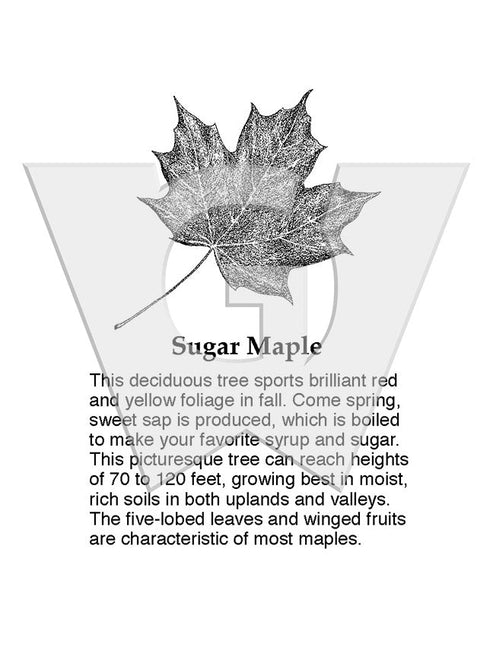 Sugar Maple Sign – Wilderness Graphics, Inc.
