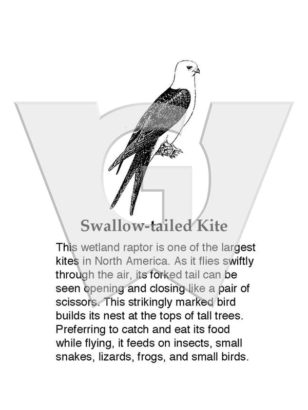 Swallow-tailed Kite – Wilderness Graphics, Inc.