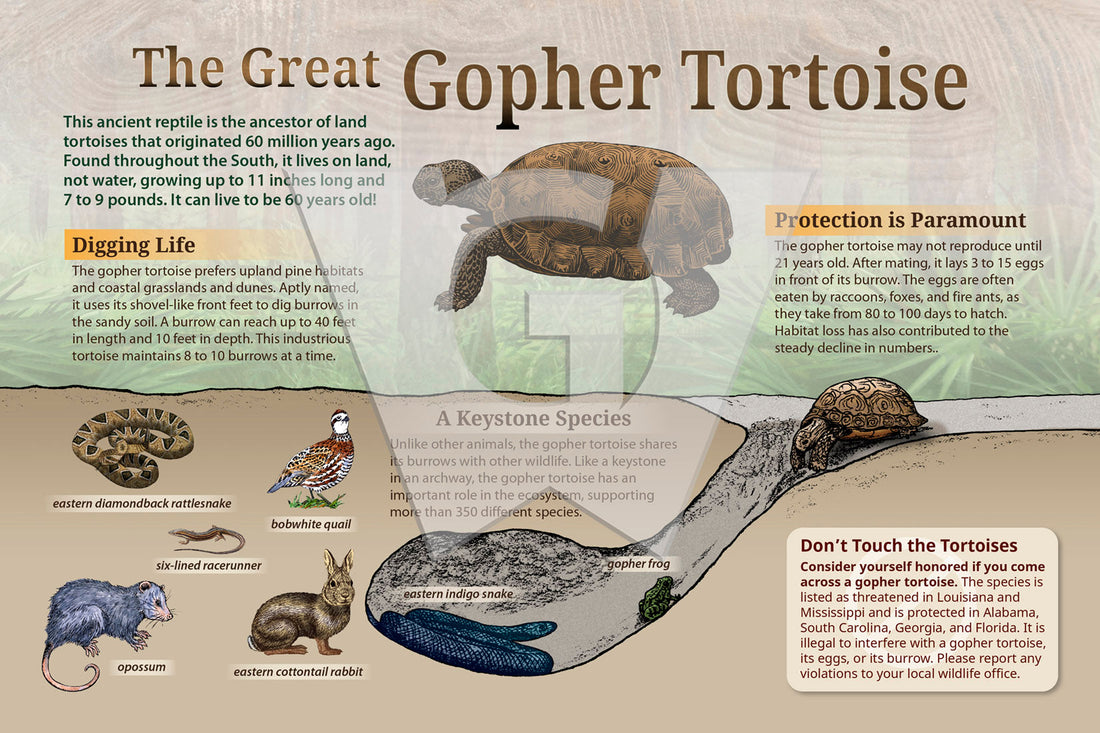 Gopher Tortoise Sign – Wilderness Graphics, Inc.