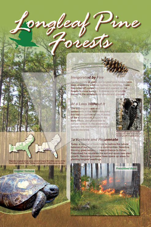 Longleaf Pine Forests Sign – Wilderness Graphics, Inc.
