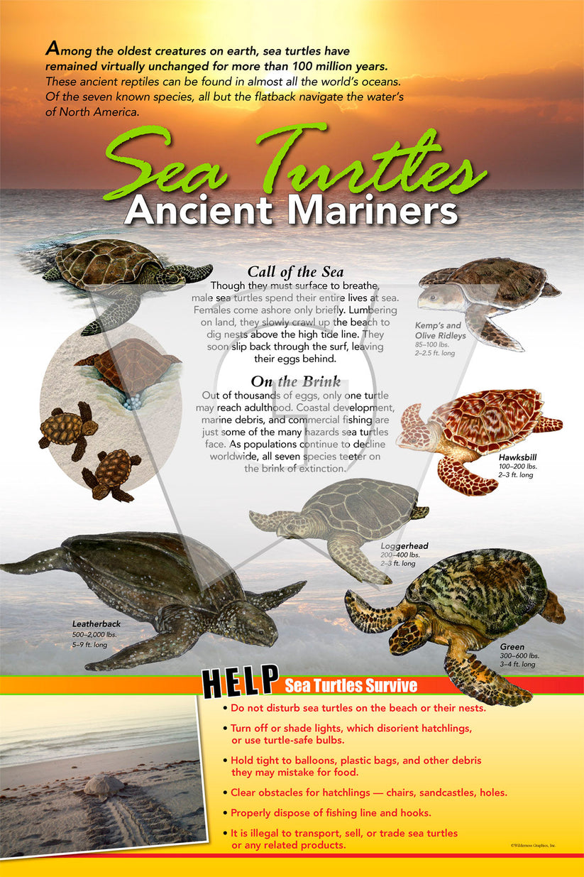 Sea Turtles Sign – Wilderness Graphics, Inc.